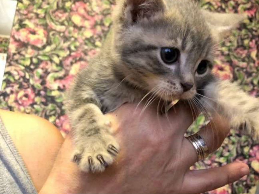 Кошка в дар бесплатно 2 котика и 1 кошечка