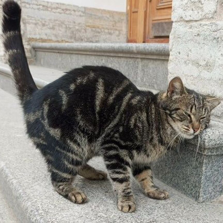 Взрослый кот в добрые руки