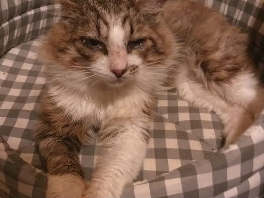 Помощь приюту