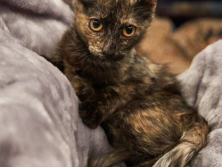 Котенок подросток девочка Мэри