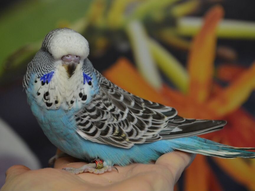 Птенец Выставочного волнистого попугая (чех)