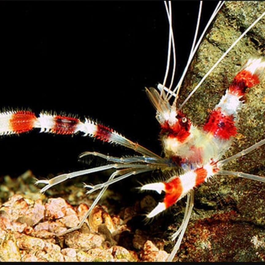 Креветка боксер