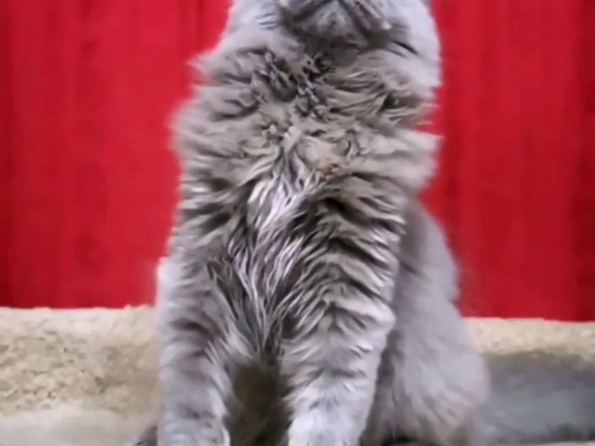 Нежа британская кошечка