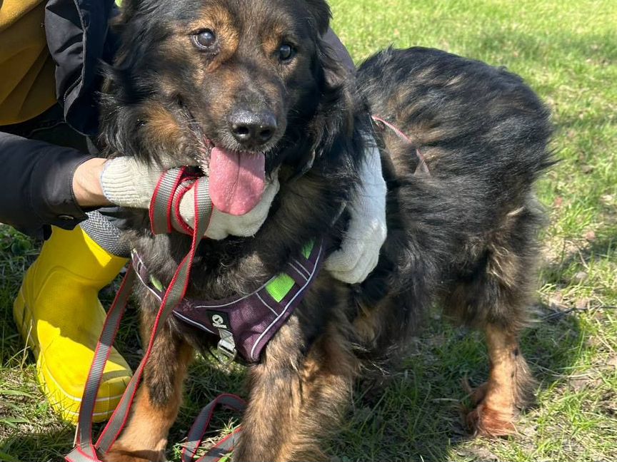 Красивейший Брауни