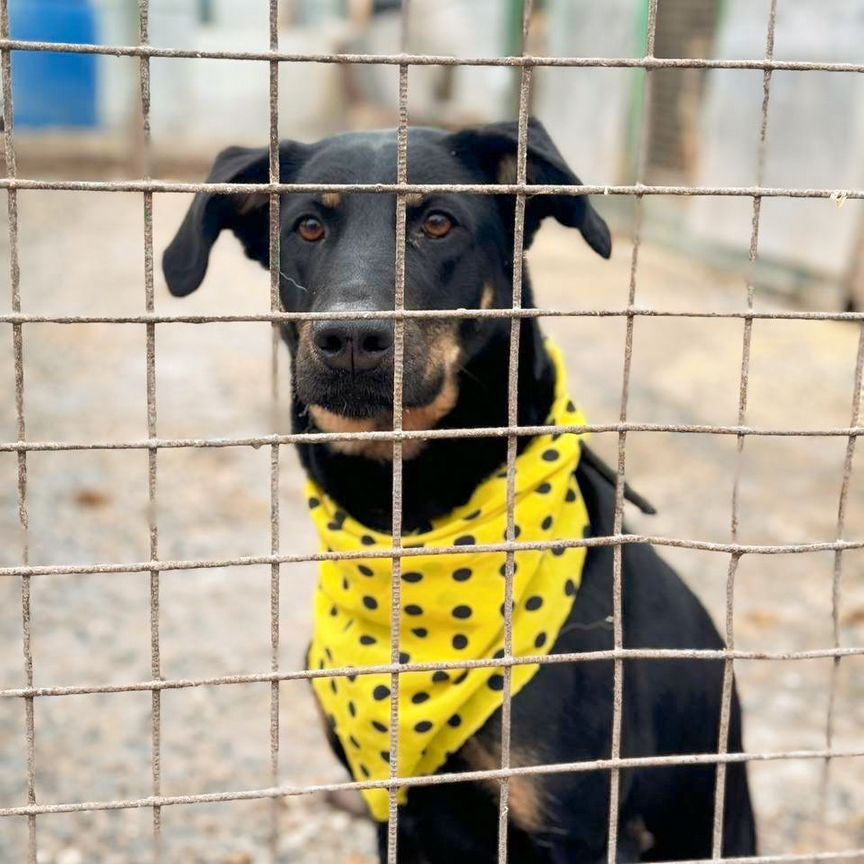 Нотка ищет хозяина