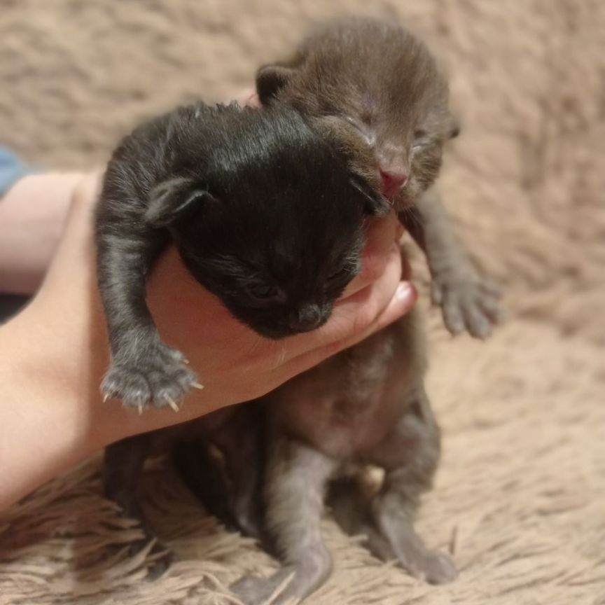 Отдам котят в добрые руки