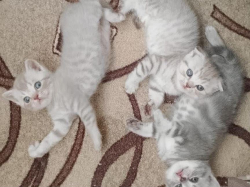 Шотландские котята