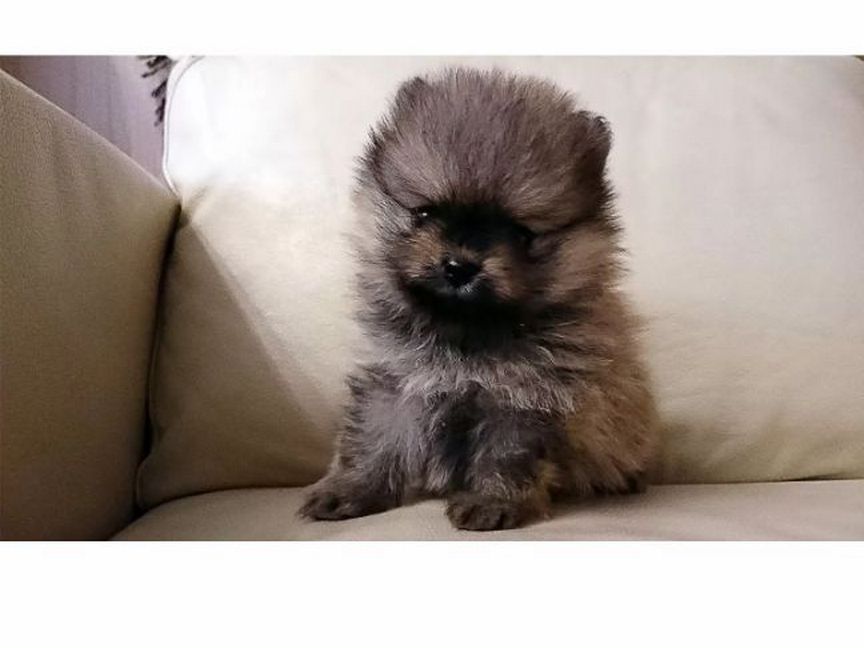 Померанский шпиц