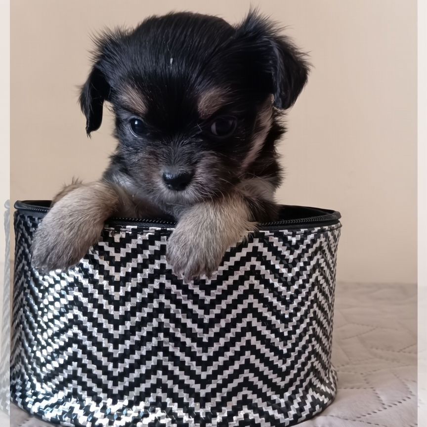 Помчи, щенок