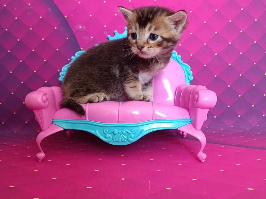 Золотые малыши