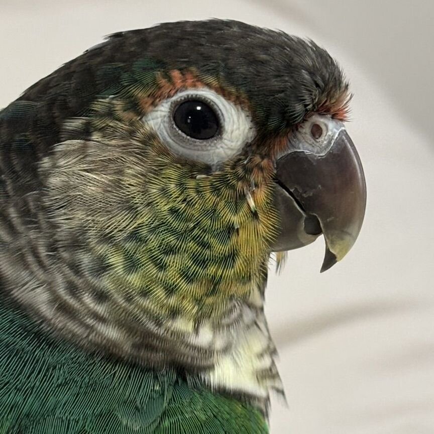 Попугай пиррура