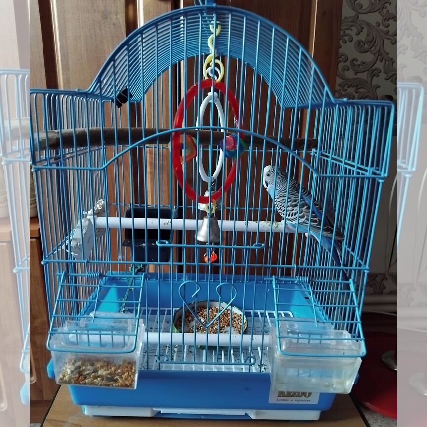 Волнистый попугай