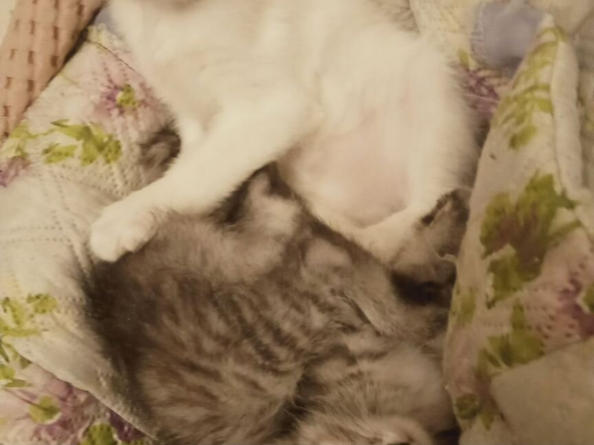 Котята Рождественские-белоснежно-серебристые