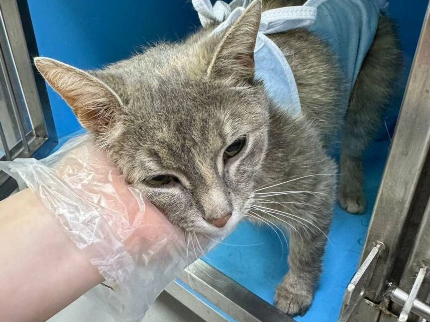 Ласковая кошечка