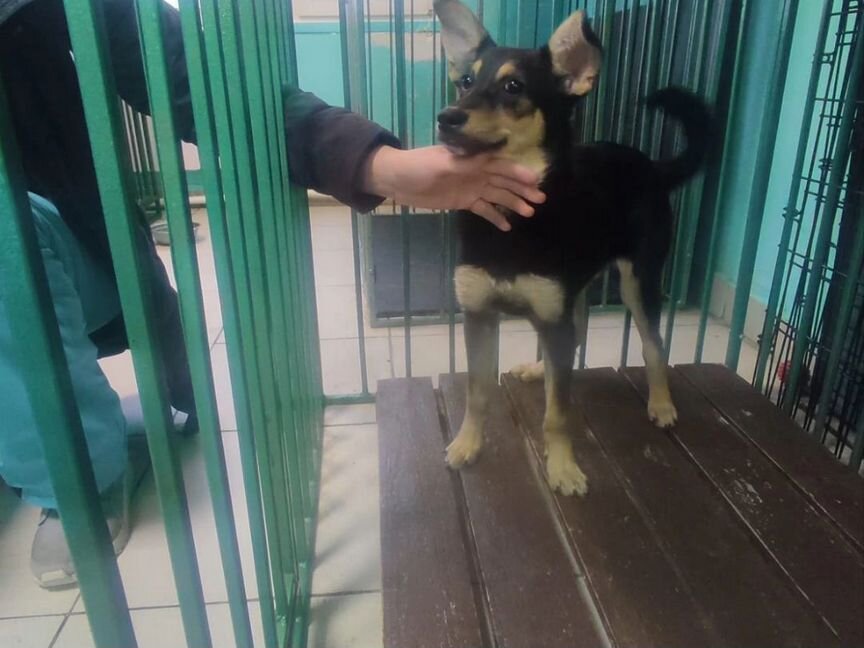 Щенок Ника