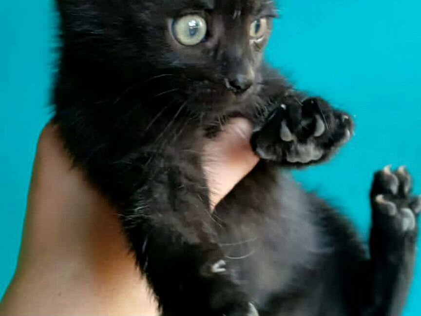 Котята в добрые руки бесплатно