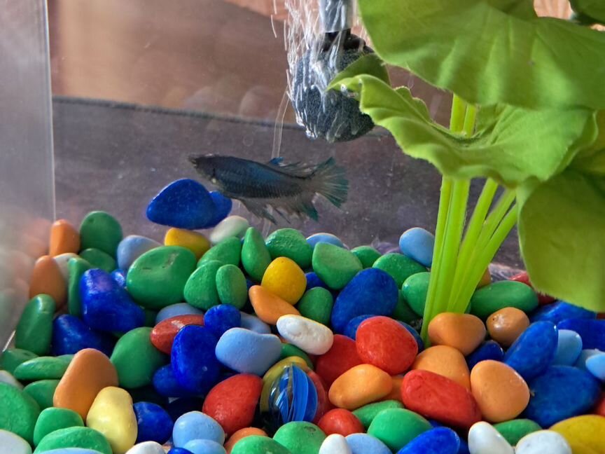 Рыбка петушок самка