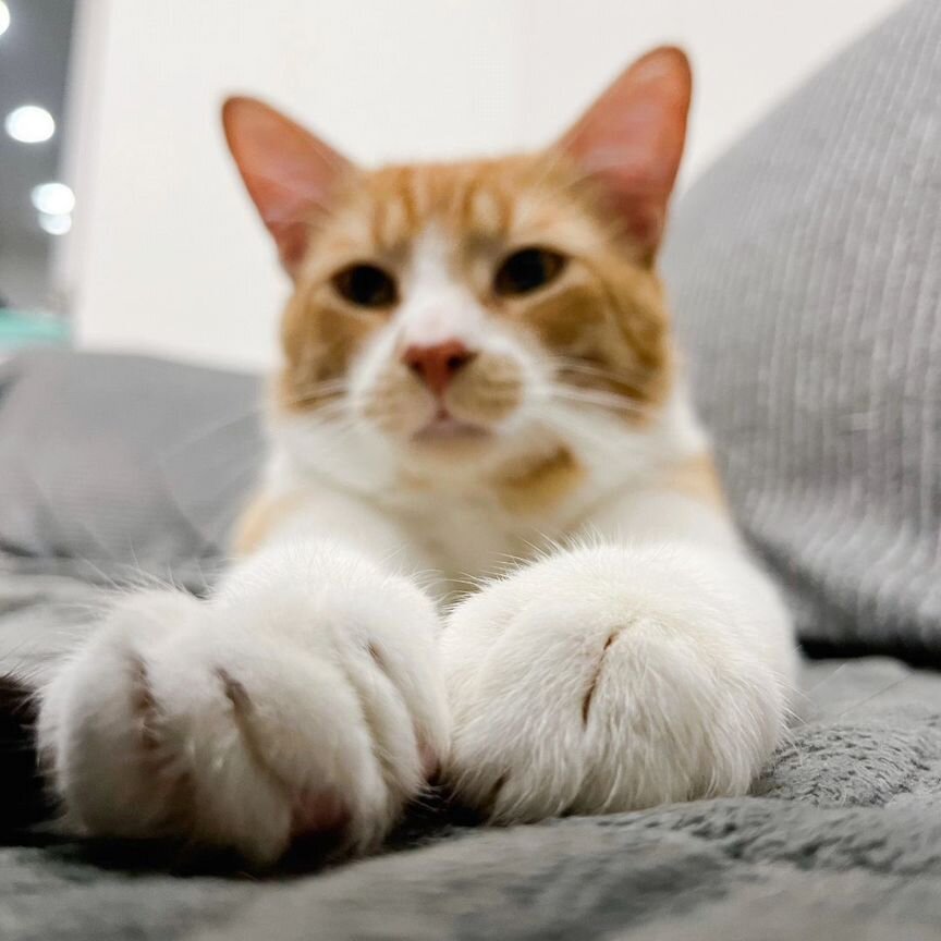 Котик Честер