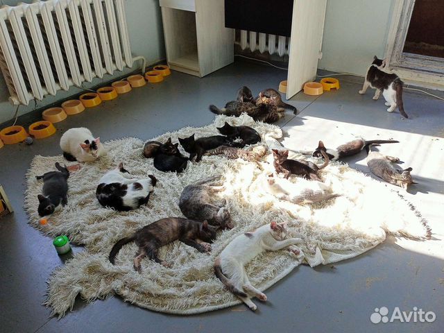 Кошки и котята в добрые руки