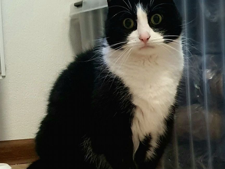 Возьмите кота на удачу)