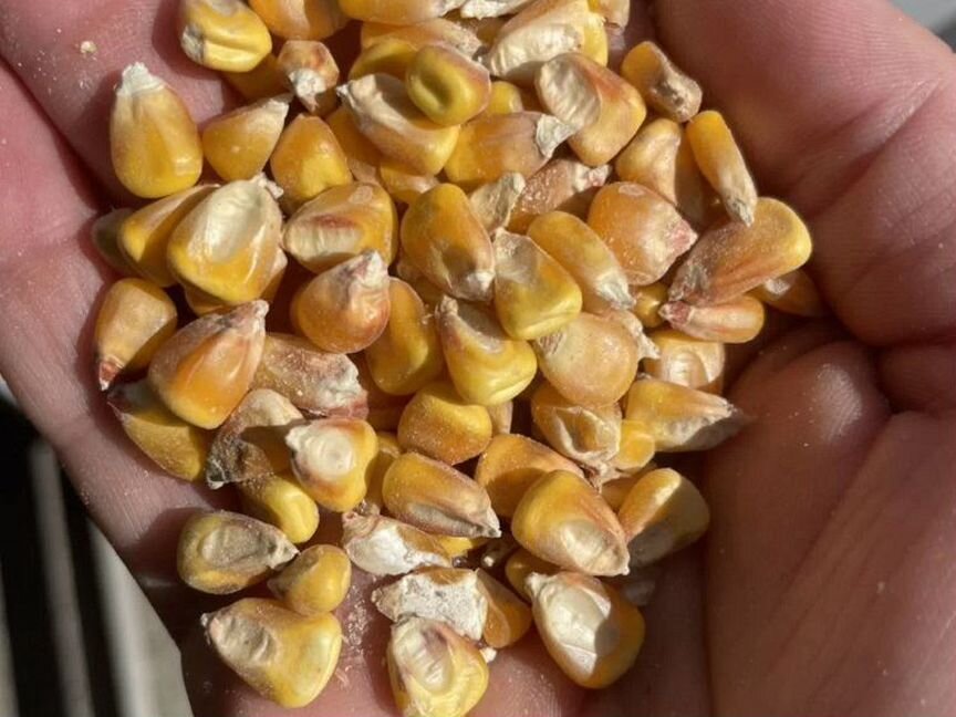 Кормовая кукуруза, Семечко на корм