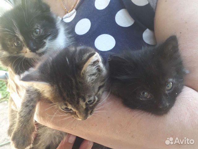 Отдам котят в добрые руки. 1.5 месяца