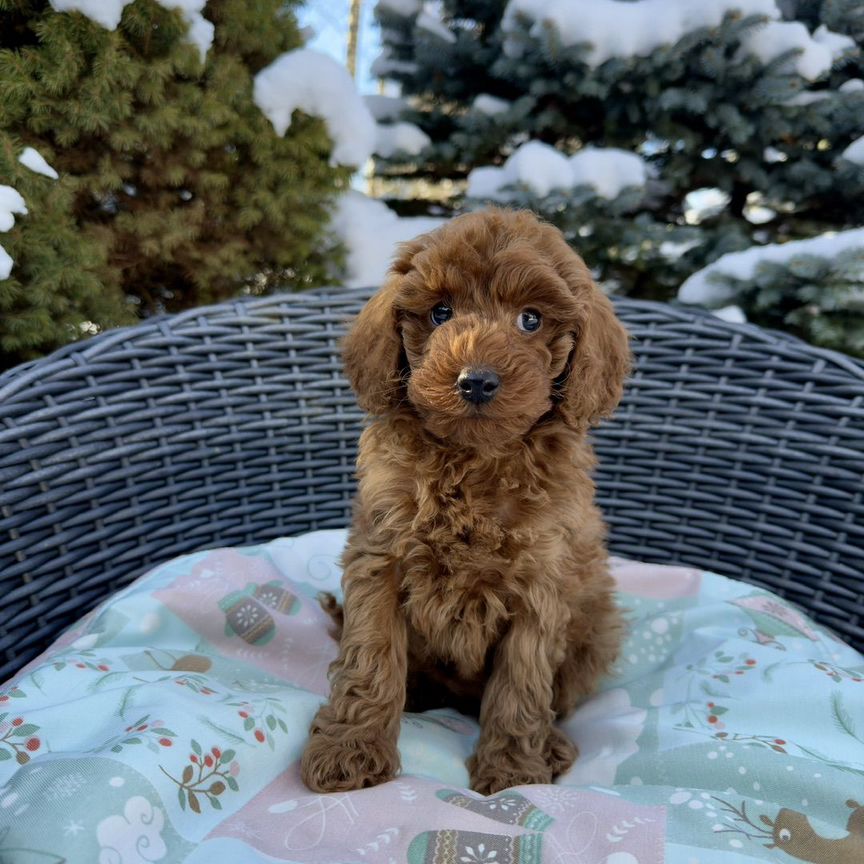 Той-пудель ред braun мини девочка РКФ