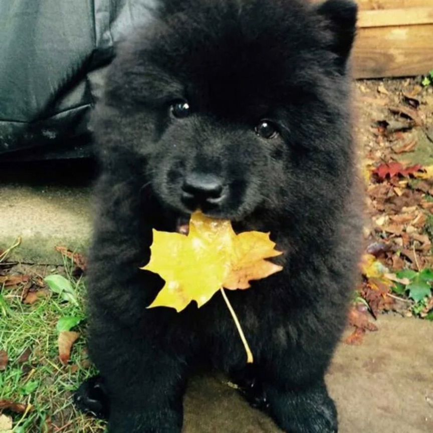 Щенки самоедской лайки