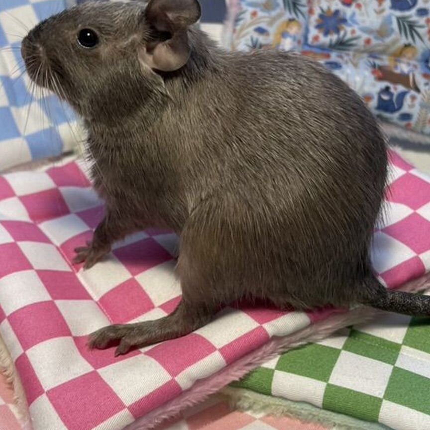 Дофаминовые лежанки для грызунов