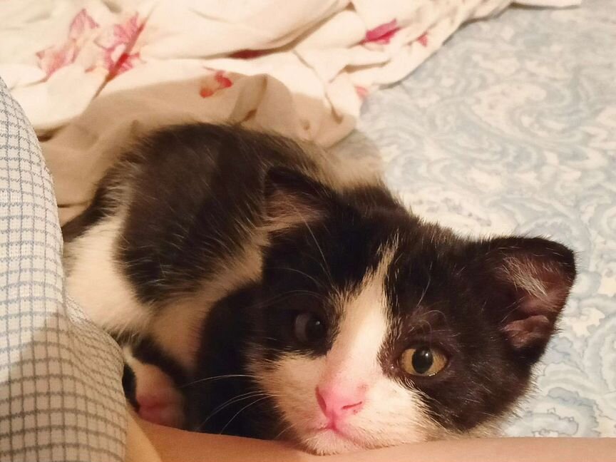 Котенок в дар