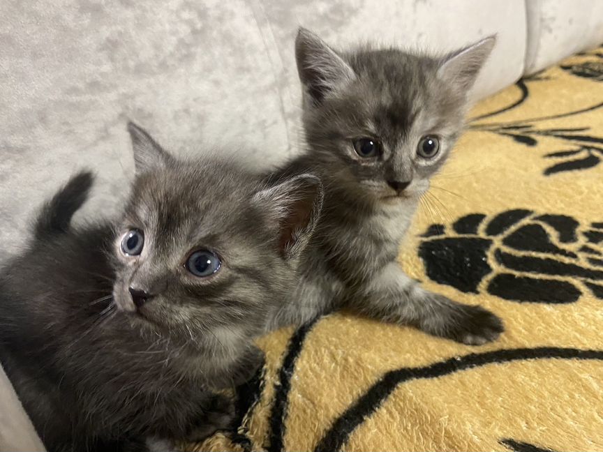 Котята в добрые руки обе девочки