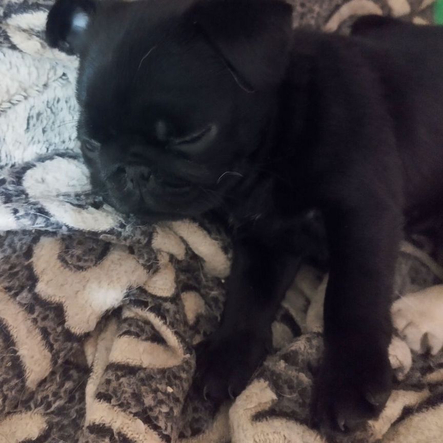 Мопс, щенок