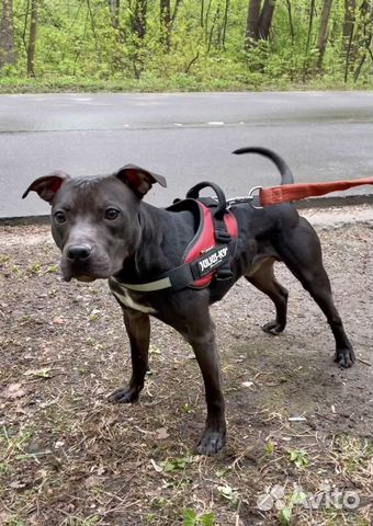 Щенки Питбуля