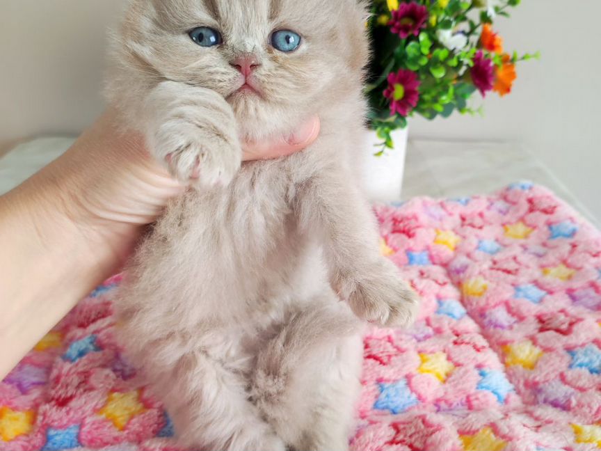 Британская лиловая кошка