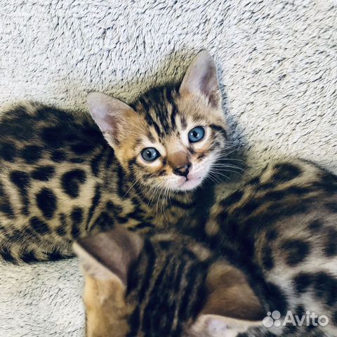 Бенгальские котята
