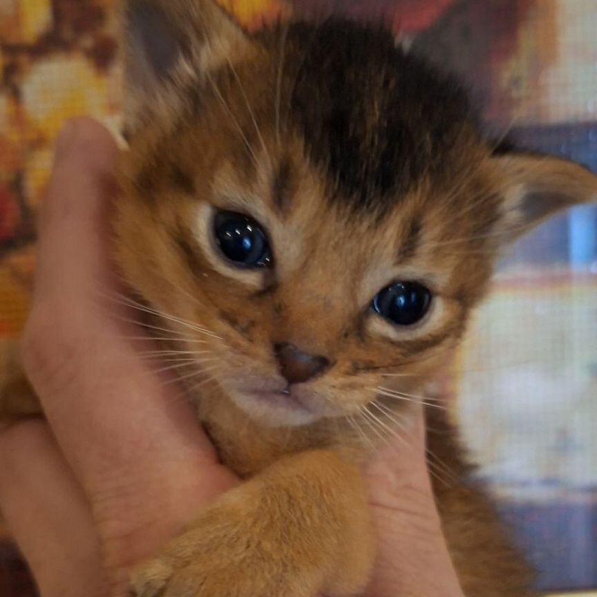 Абиссинские котята