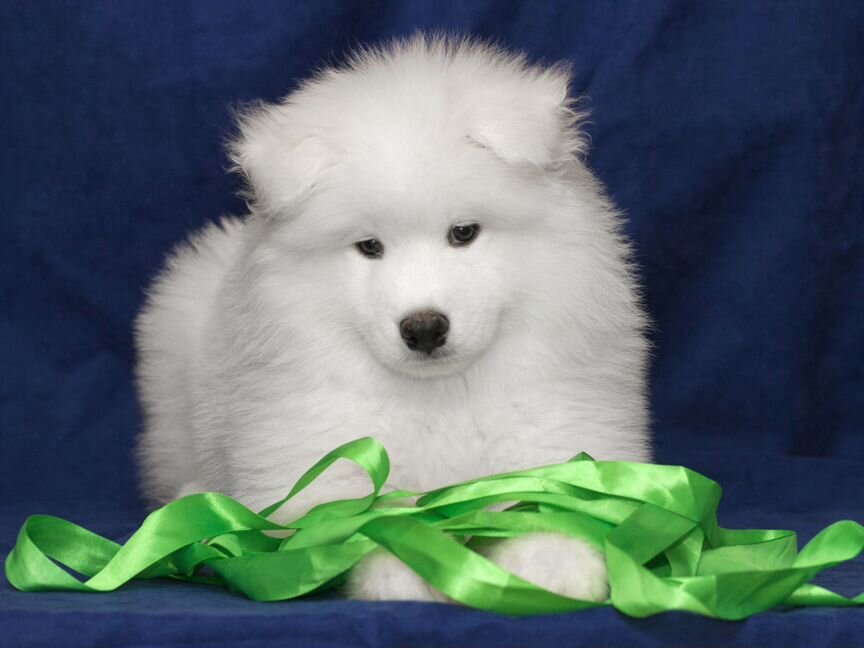 Племенные щенки самоеда дорого