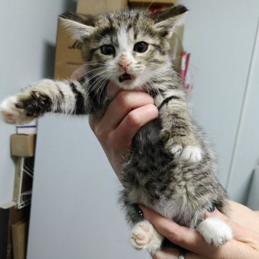 Котёнок в добрые руки