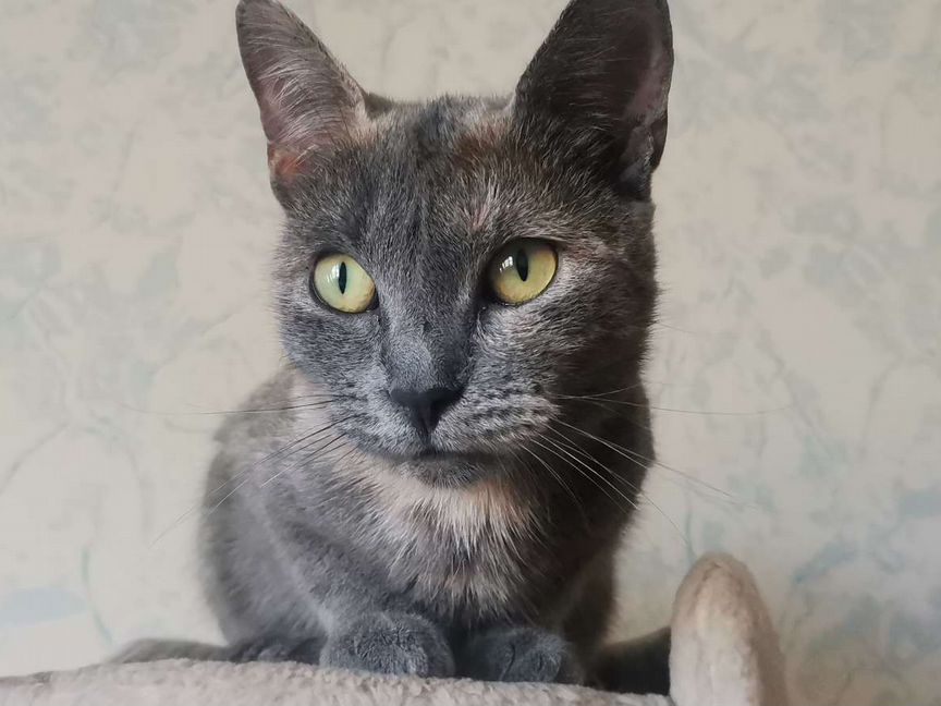 Кошечка Бастет