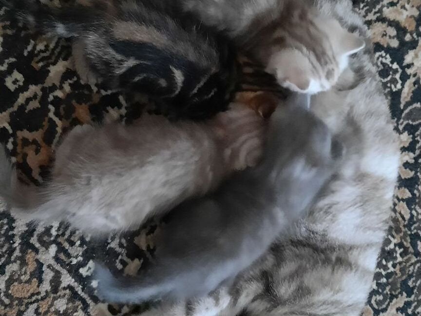 Шатланские котята