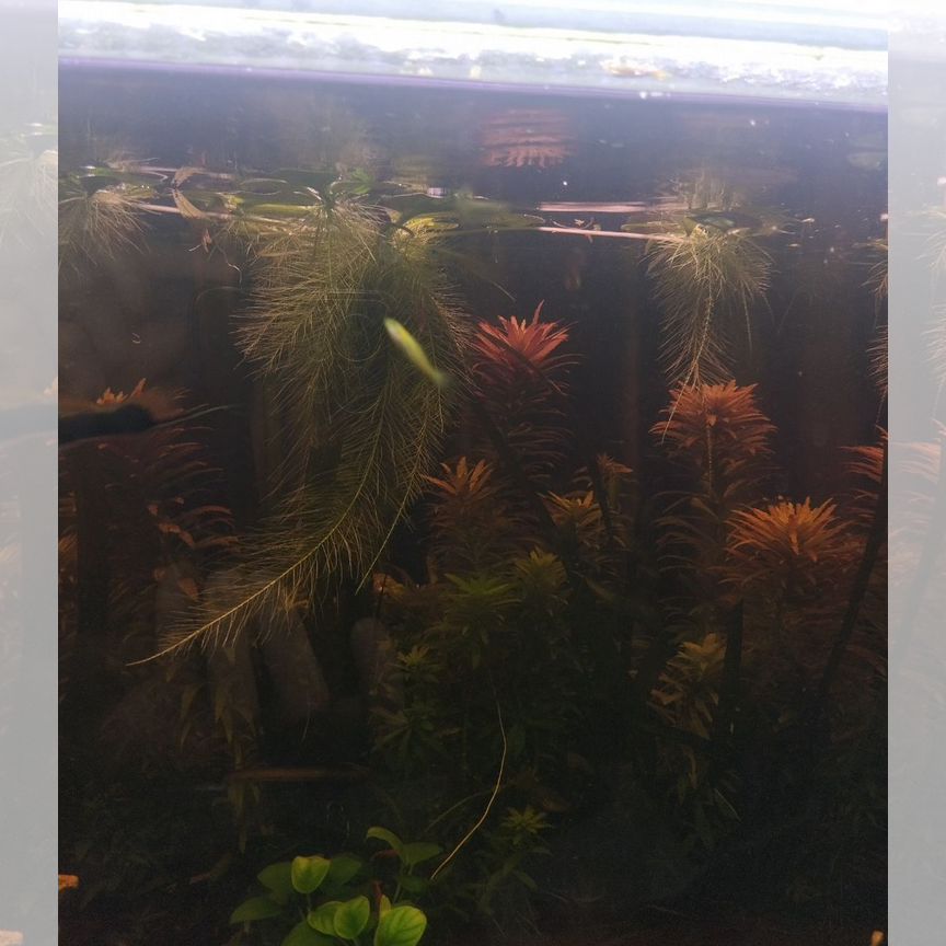 Растения для аквариума