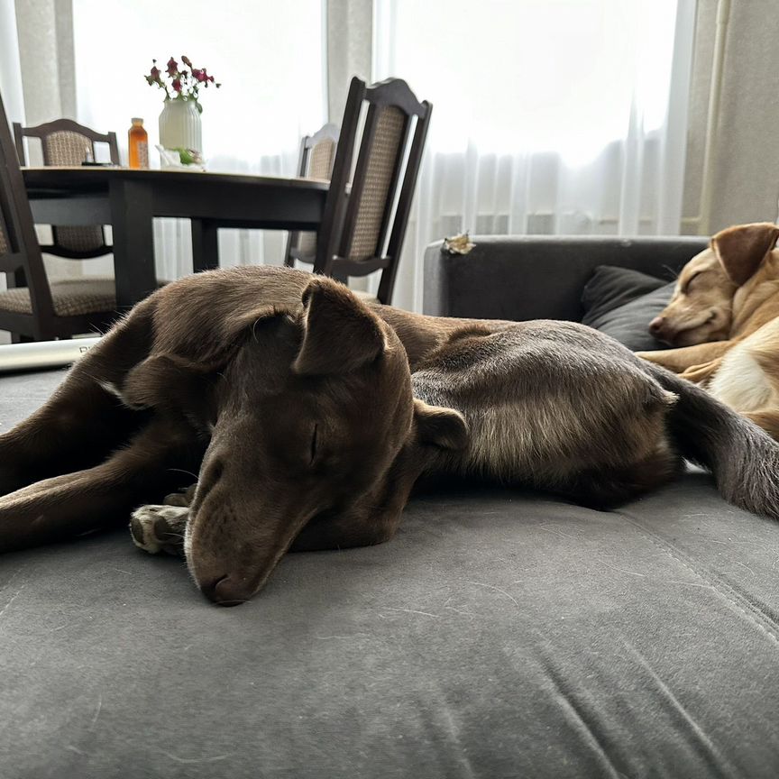 Собака в добрые руки