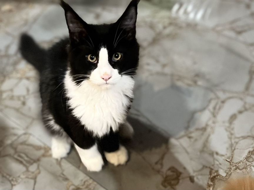 Котёнок мейн-кун Мигель из питомника