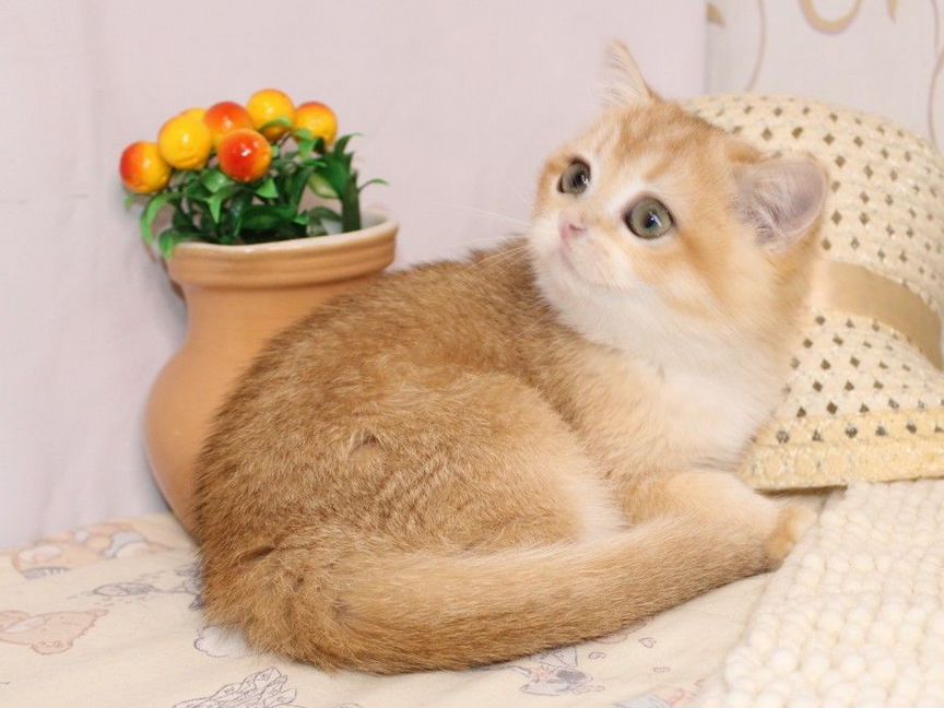 Британская шиншилла