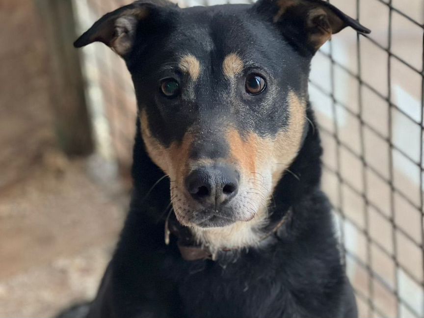 Лекс-песик молодой,яркий ищет дом