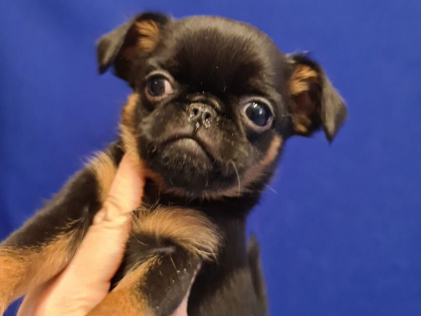 Красавица птишечка