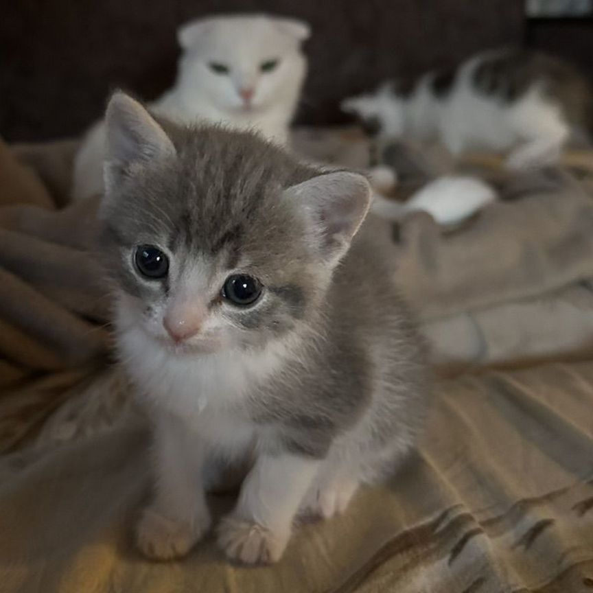 Котёнок в добрые руки