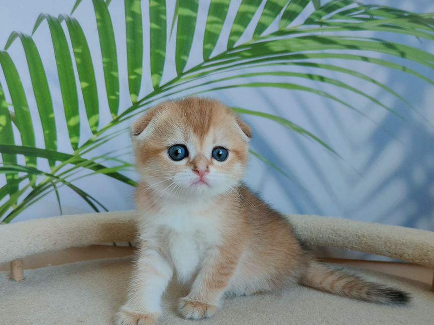 Шотландская вислоухая кошка, золотой характер