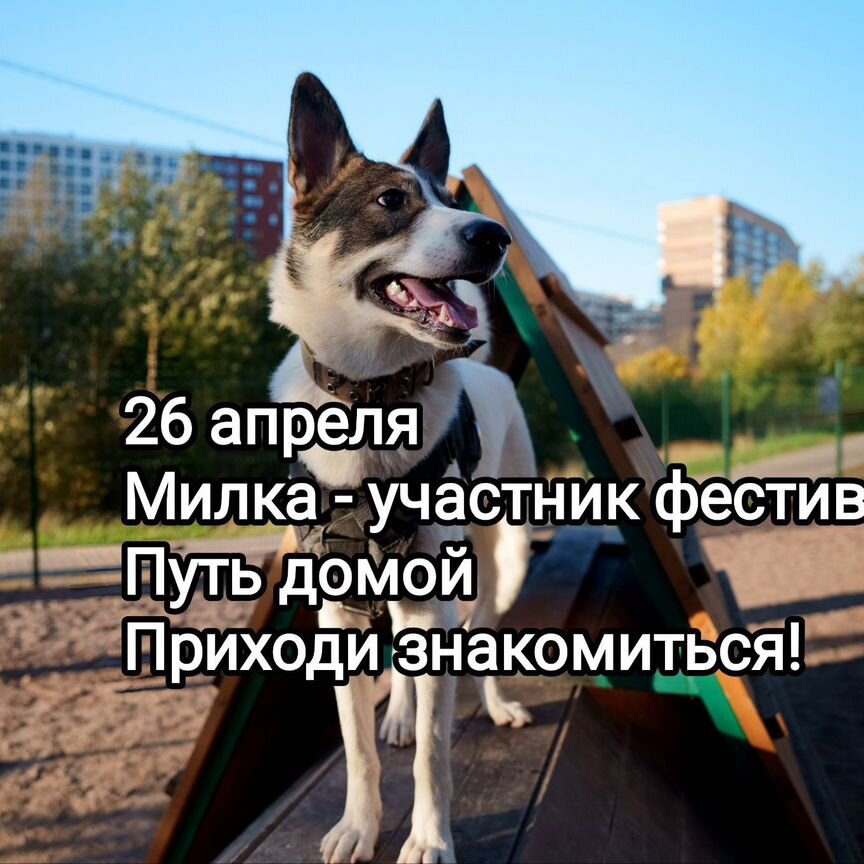 Лаечка участница фестиваля Собака в добрые руки