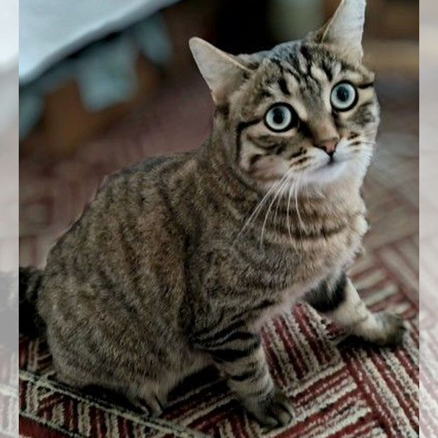 Кошка стерелизованная